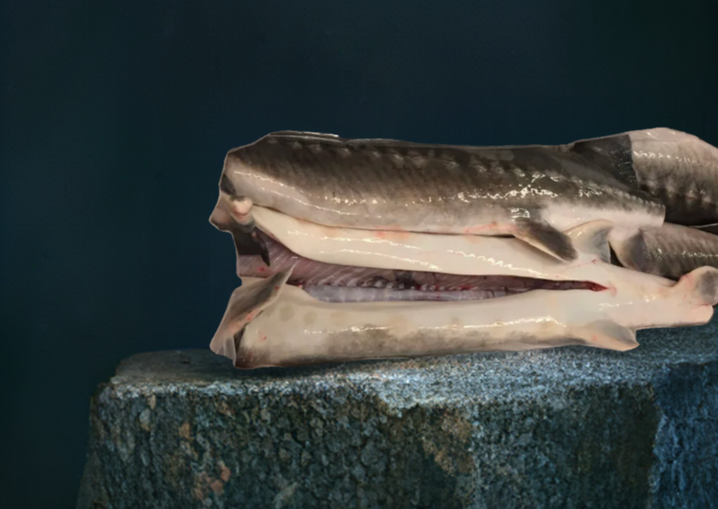 Fresh Wild Sturgeon - Whole Fish, Steaks, Fillet (FROM 5 LB ...